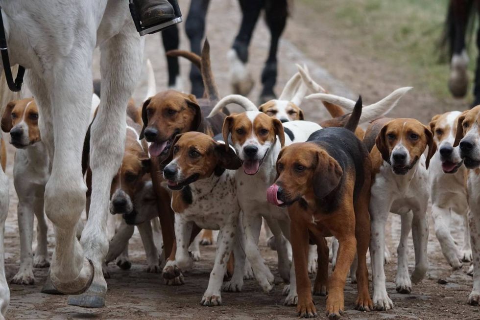 Meutetraining im Mecklenburger ParkLand - Mecklenburger Parkland